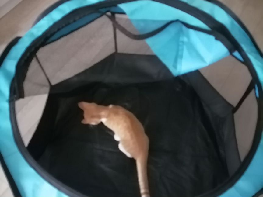 Вольер для котят