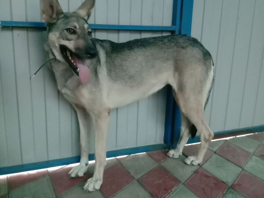 Ищет дом