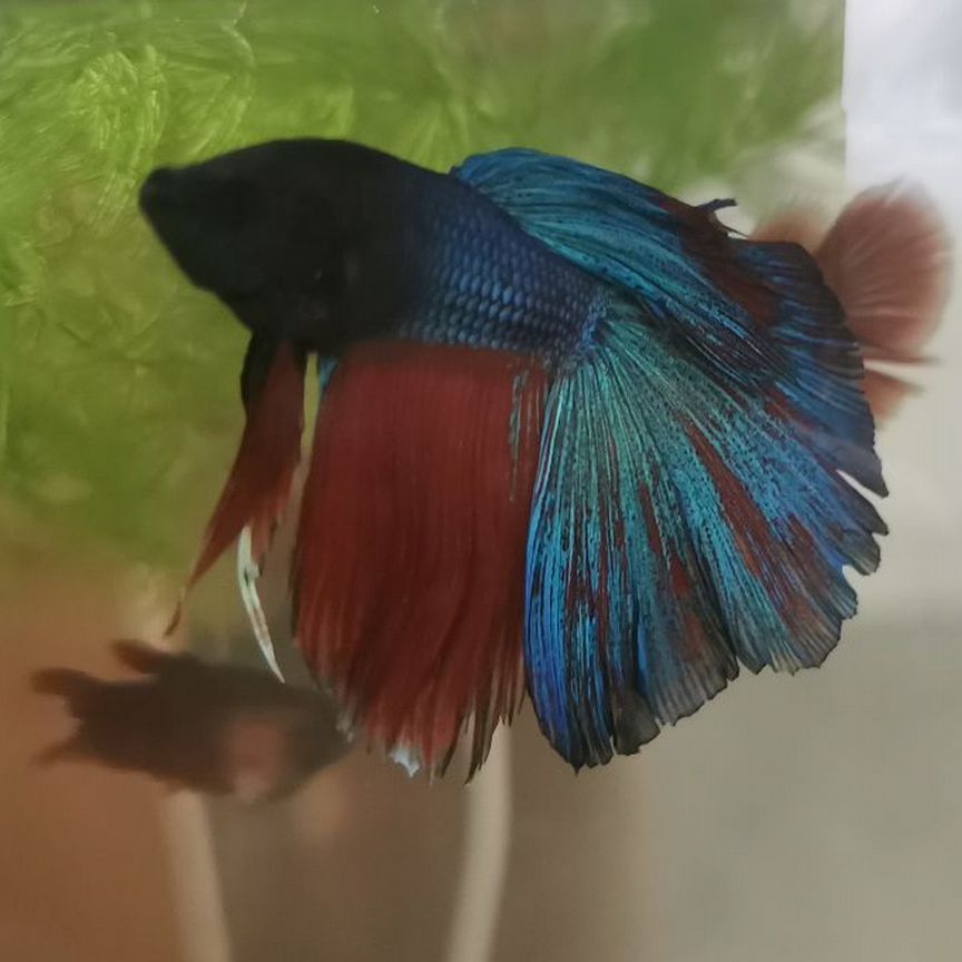 Рыбка петушок халф мун