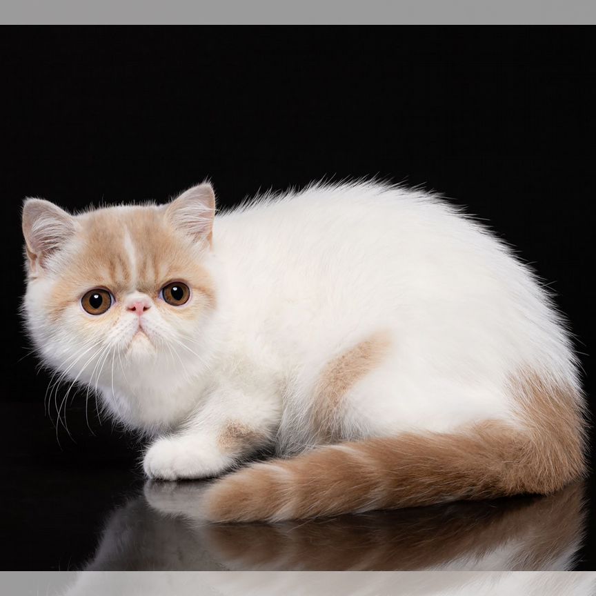 Экзотические котята