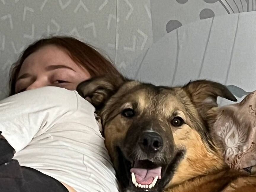Диванная собака