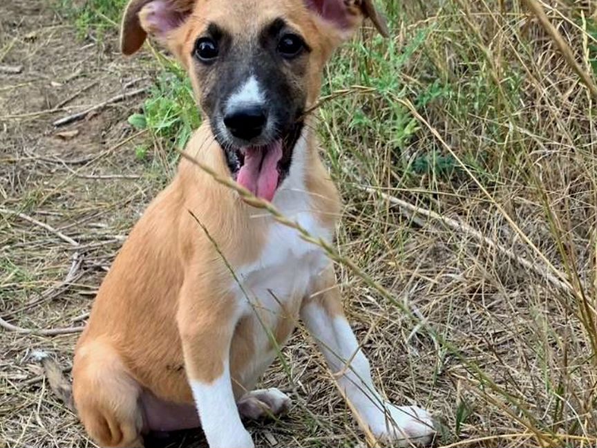 Девочка, 3-4 мес., стерилизованная