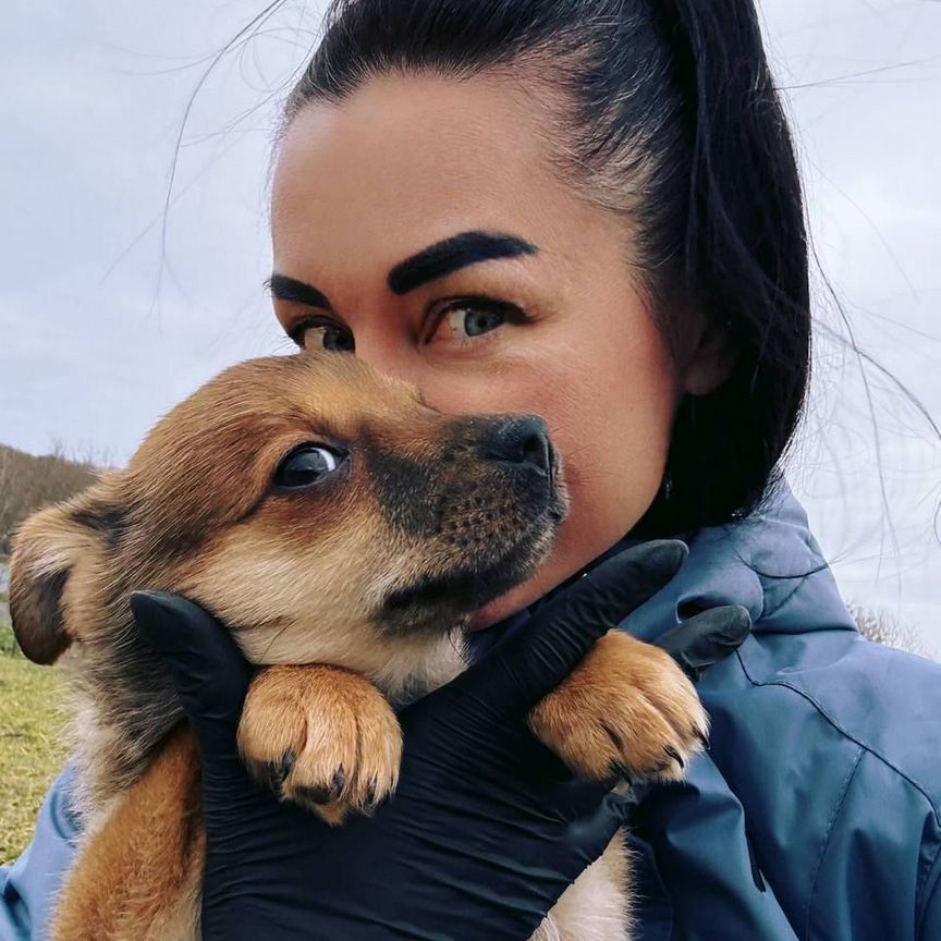 Щенок в добрые руки