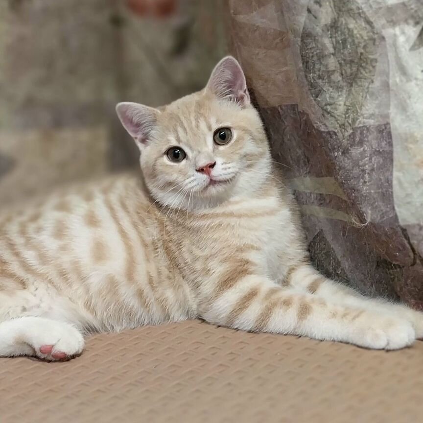 Шотландский прямоухий короткошёрстный кот, вязка