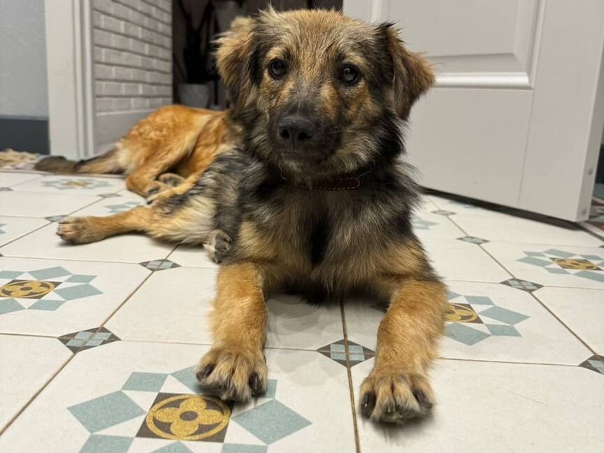 Щенок мальчик