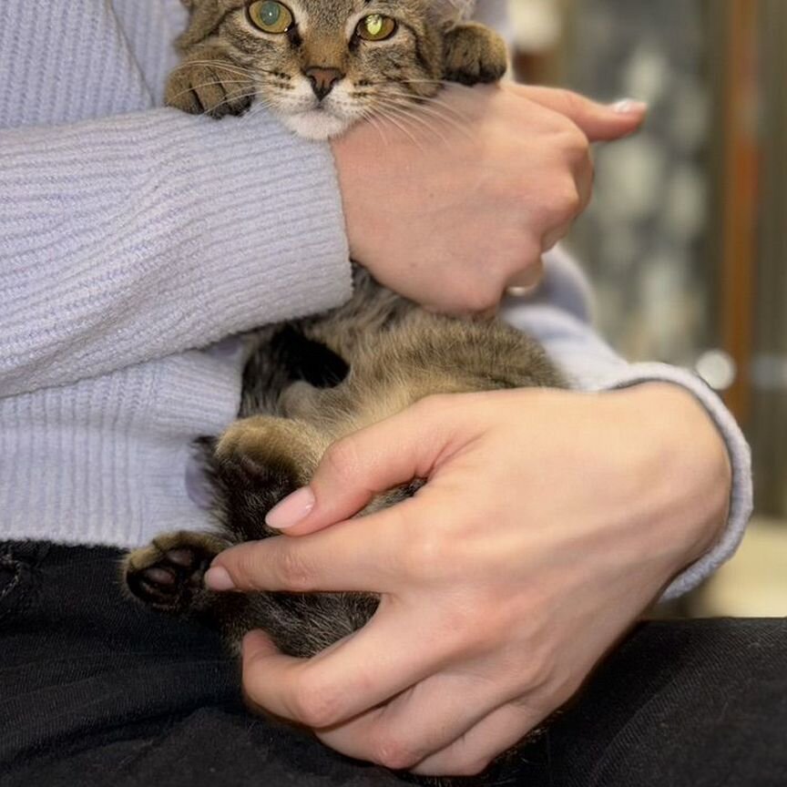 Котенок в добрые руки