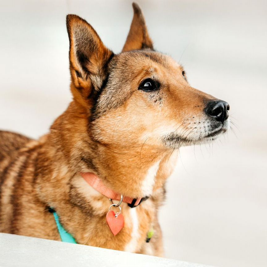 Взрослая собака в добрые руки