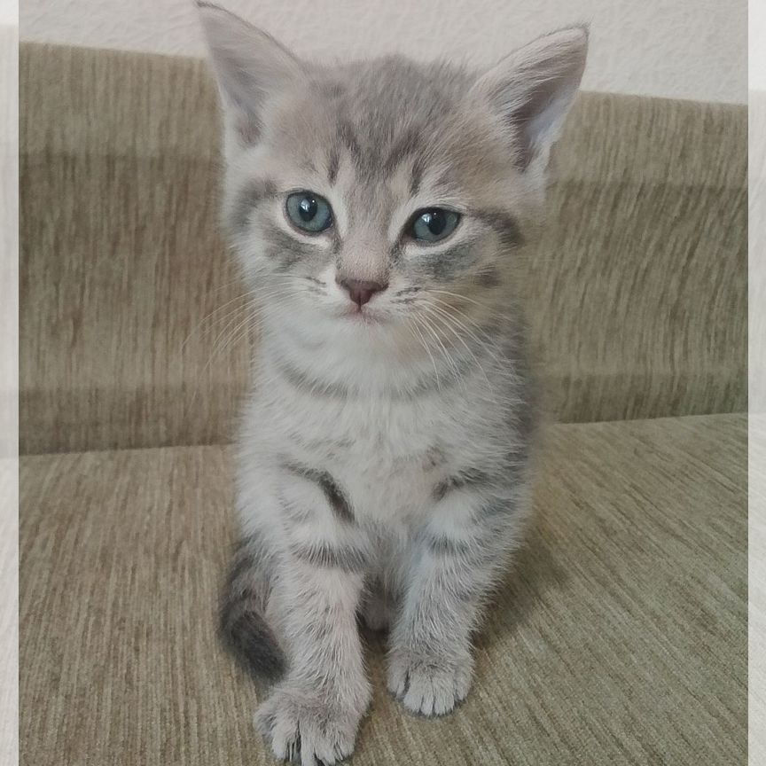 Шотландский вислоухий короткошёрстный котёнок