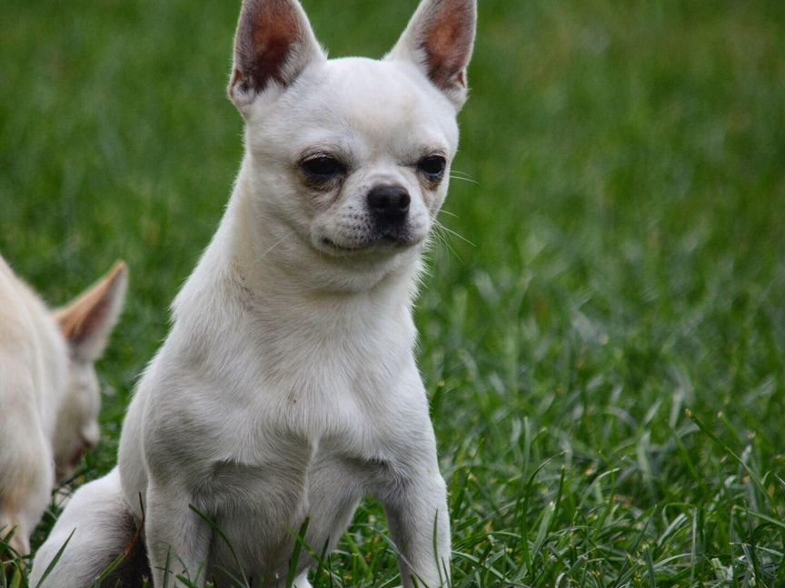 Чихуахуа 2 годика