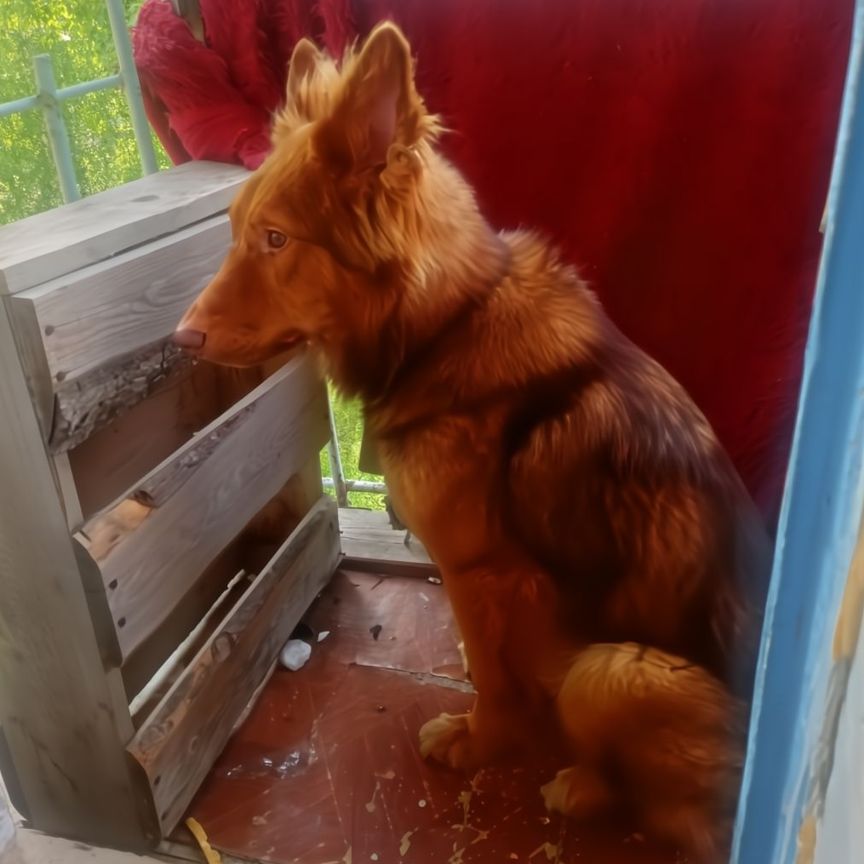 Щенок в добрые руки