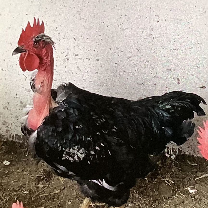 Молодой петух голошеий