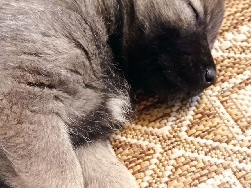 Щенки в добрые руки