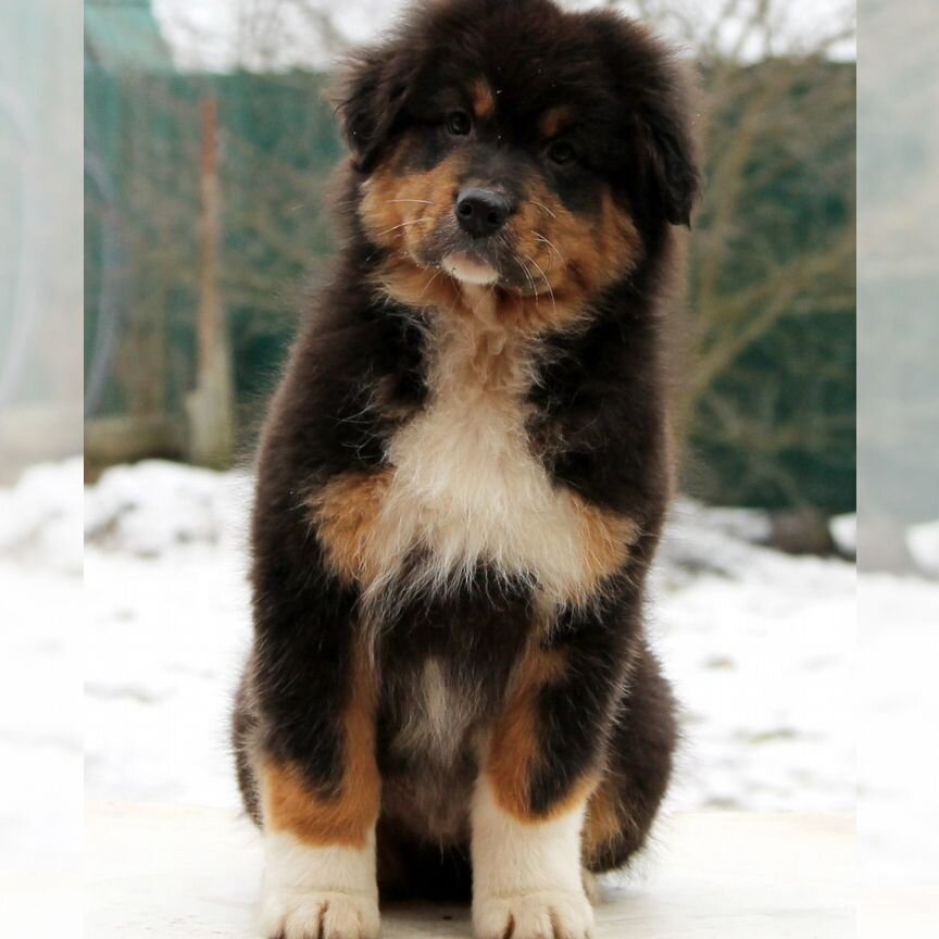 Мальчик австралийской овчарки