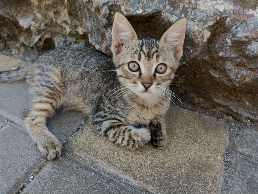 Отдам котят в добрые руки(возможна доставка Азов)