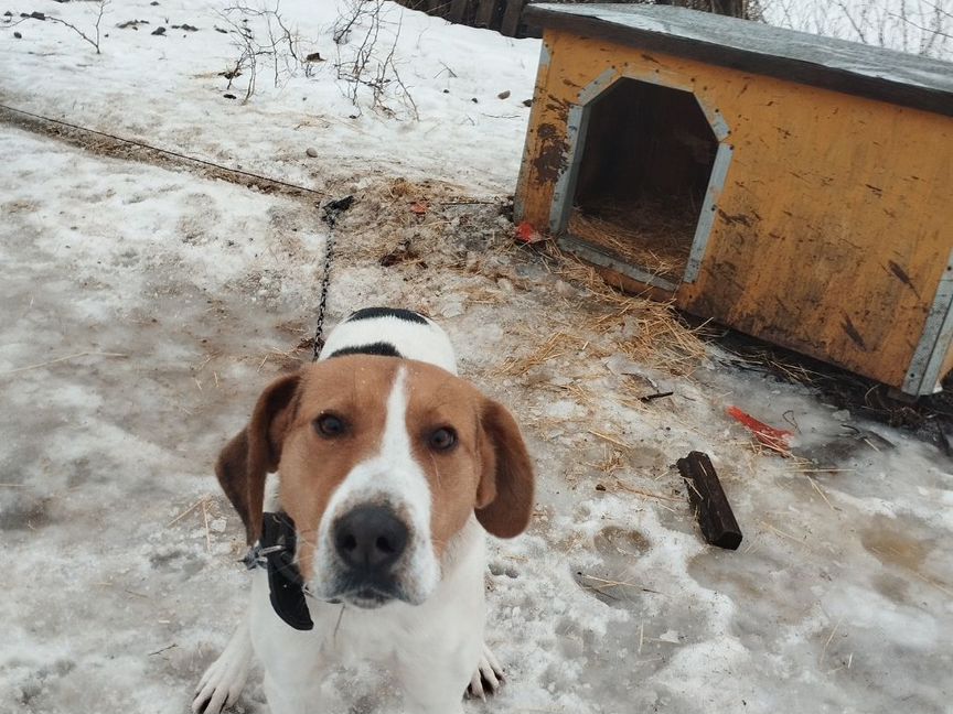 Рпг выжлец