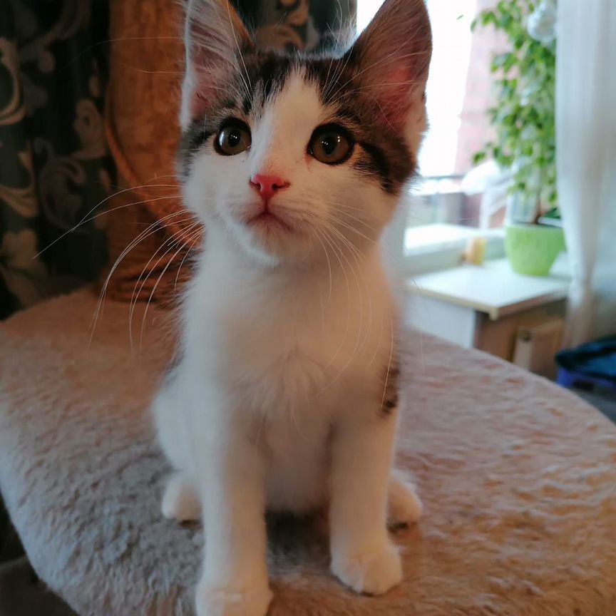 Котенок в добрые руки