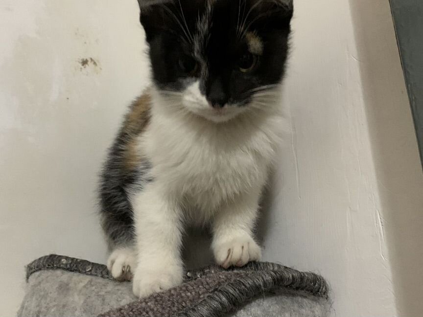 Котята мышеловы