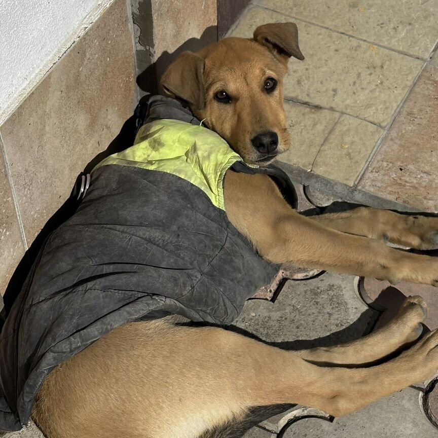 Отдадим в добрые руки