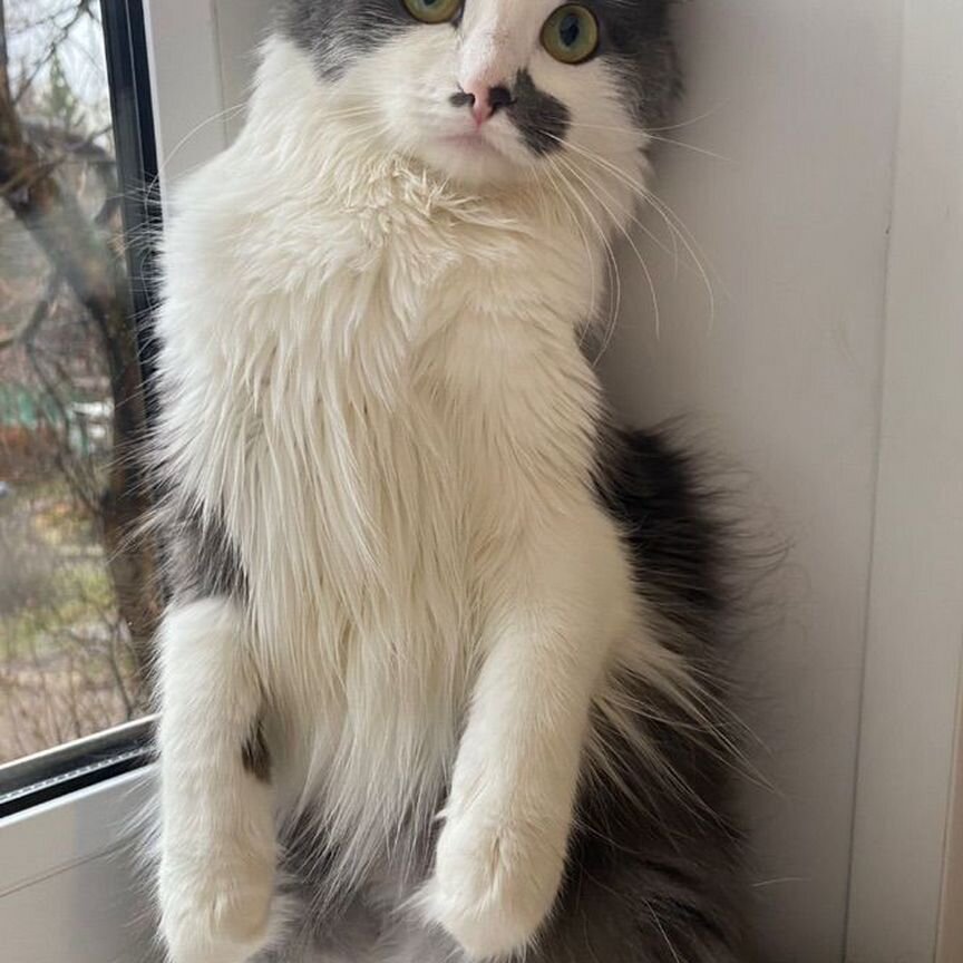 Кошка Люся