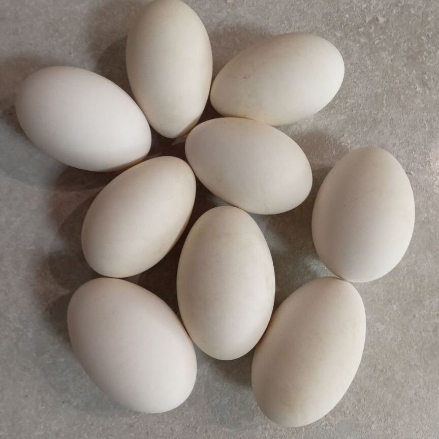 Яйцо гусиное