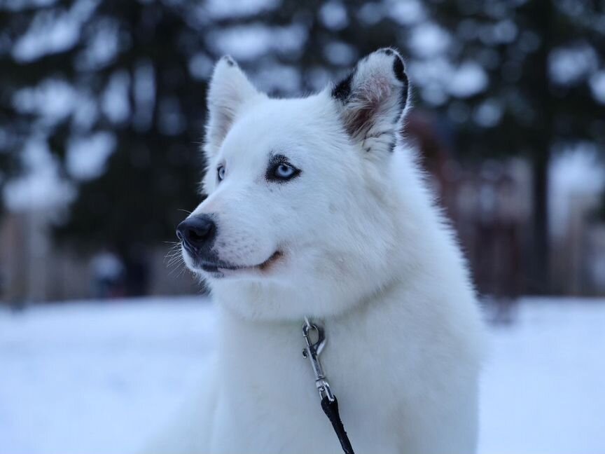 Белая Якутская лайка мальчик с голубыми глазами