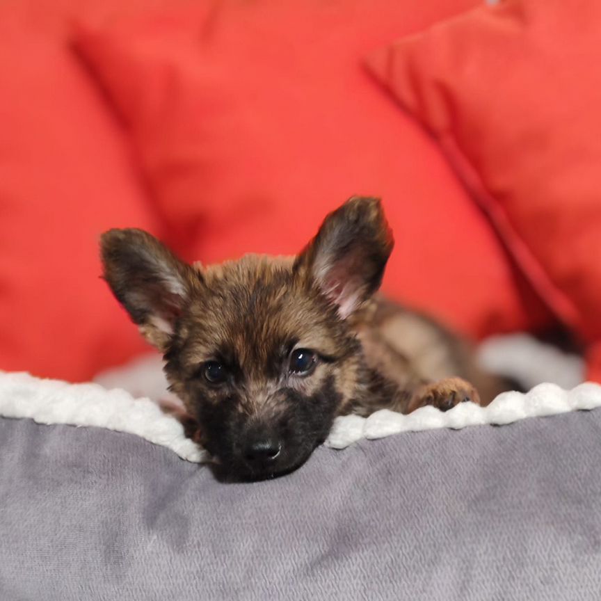 Щенок в добрые руки бесплатно