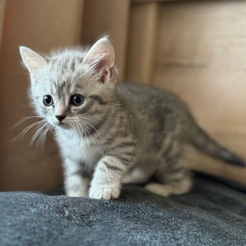 Шотландский вислоухий короткошёрстный котёнок