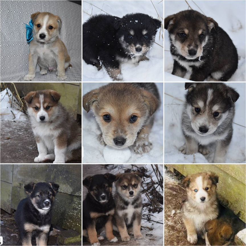 Щенки умрут с голода и замерзнут нужен дом