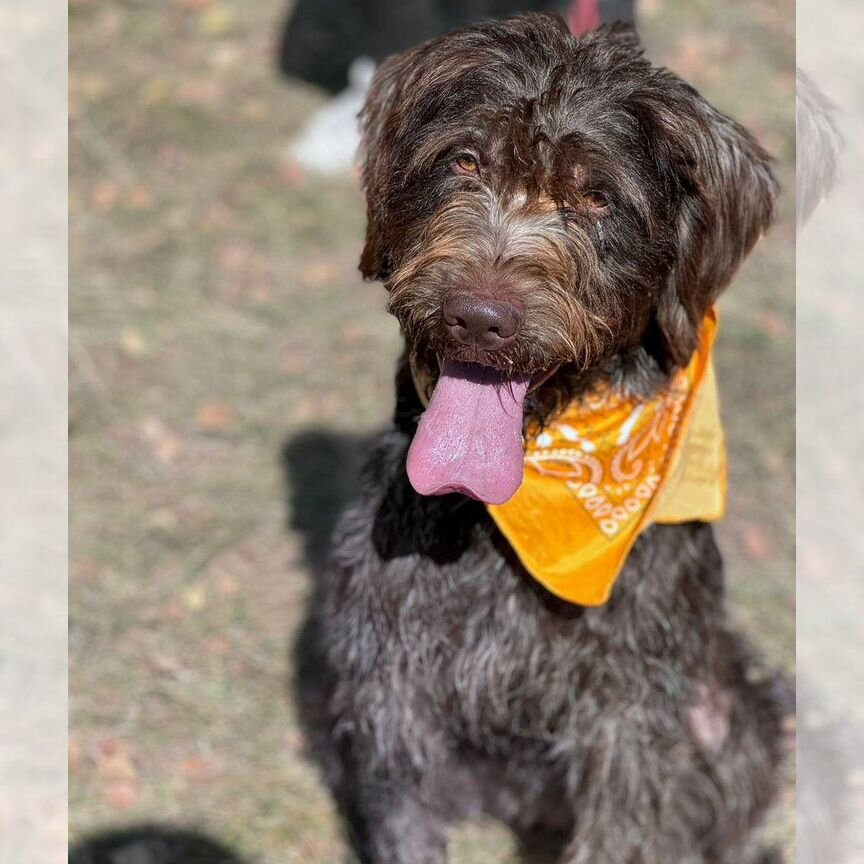 Классная девчонка в добрые руки