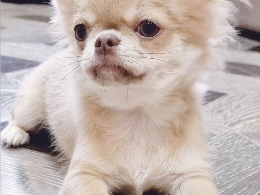 Чихуахуа мини мальчик