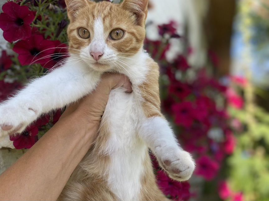 Котенок - мальч ик