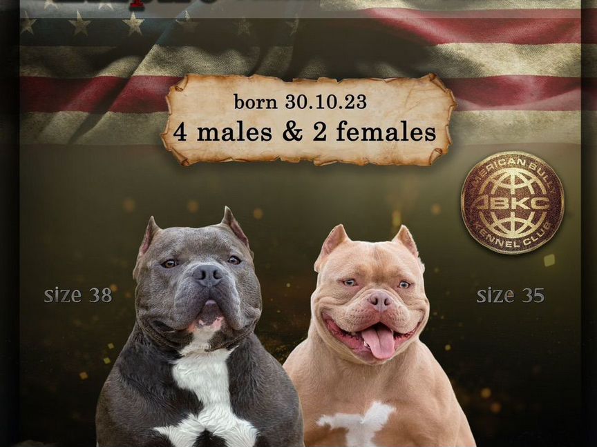 American bully