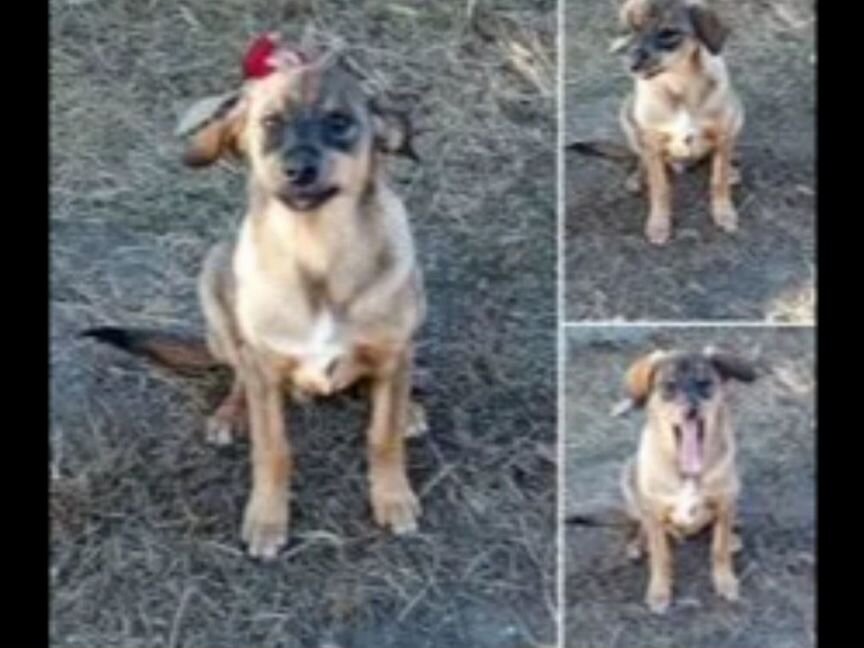 Щенок в добрые руки