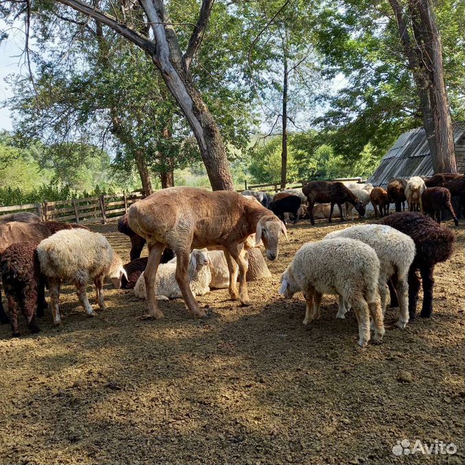 Продаю валухи 2.5.года 45-50кг мяса калич.70шт