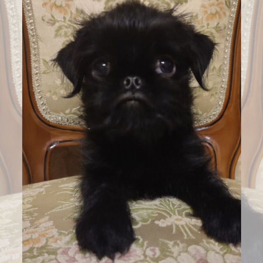 Бельгийский гриффон