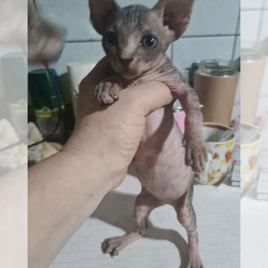 Канадский сфинкс котёнок