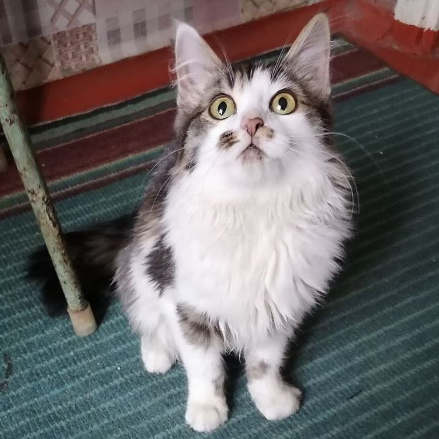 Котёнок в добрые руки