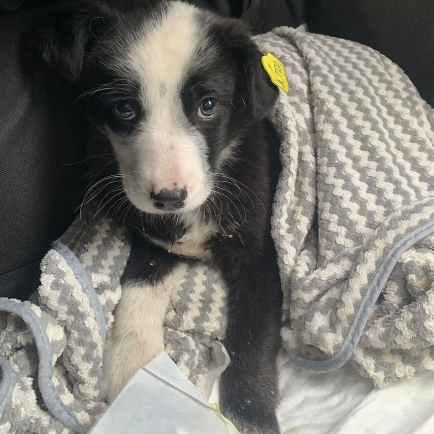 Щенок в добрые руки