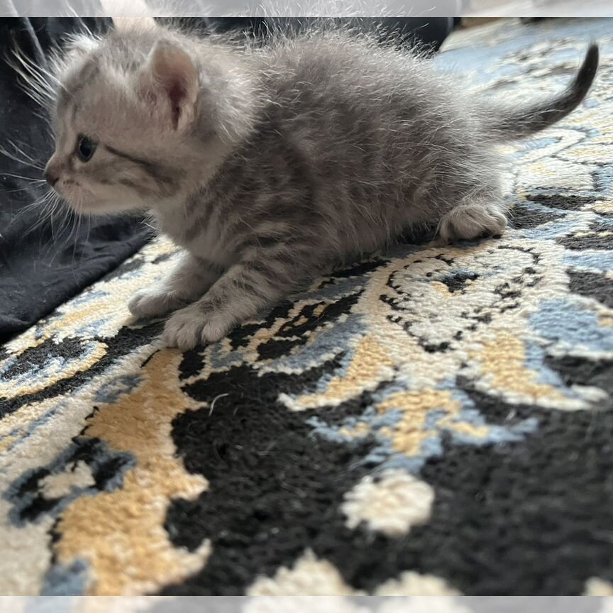 Котик