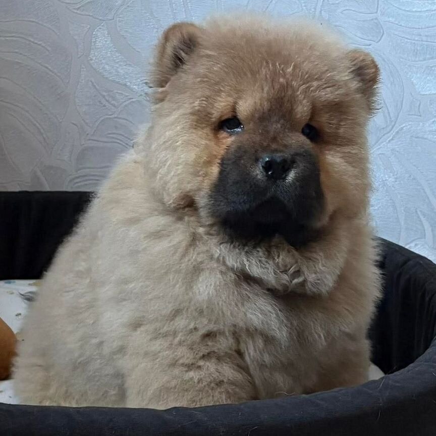 Чау-чау, щенок