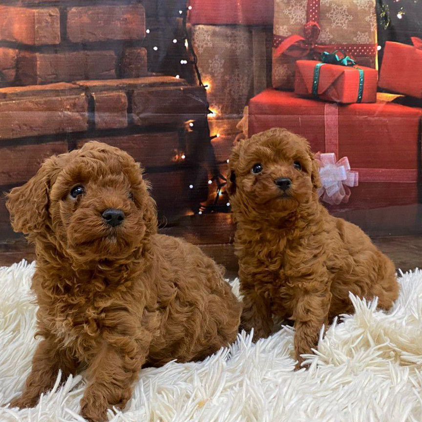 Той-пудель, щенок