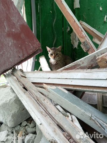Человек помоги Коту