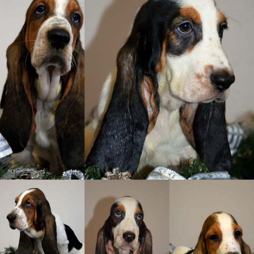 Очаровательные зайчики Бассеты