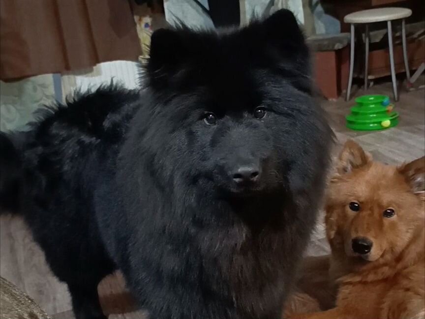 Девочка евразиер