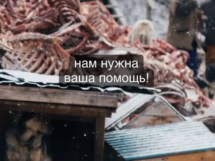 Пожалуйста Помогите Спасти Собак в Бурятии