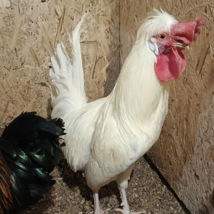 Продам молодых петушков