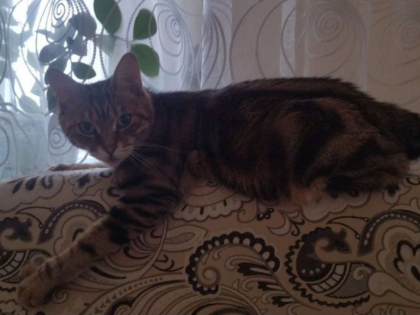 Домашние животные кошки вязка курильский бобтейл