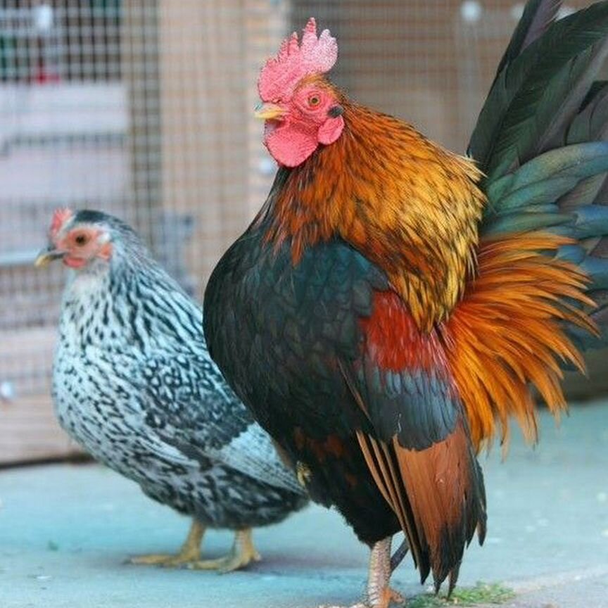 Инкубационное яйцо