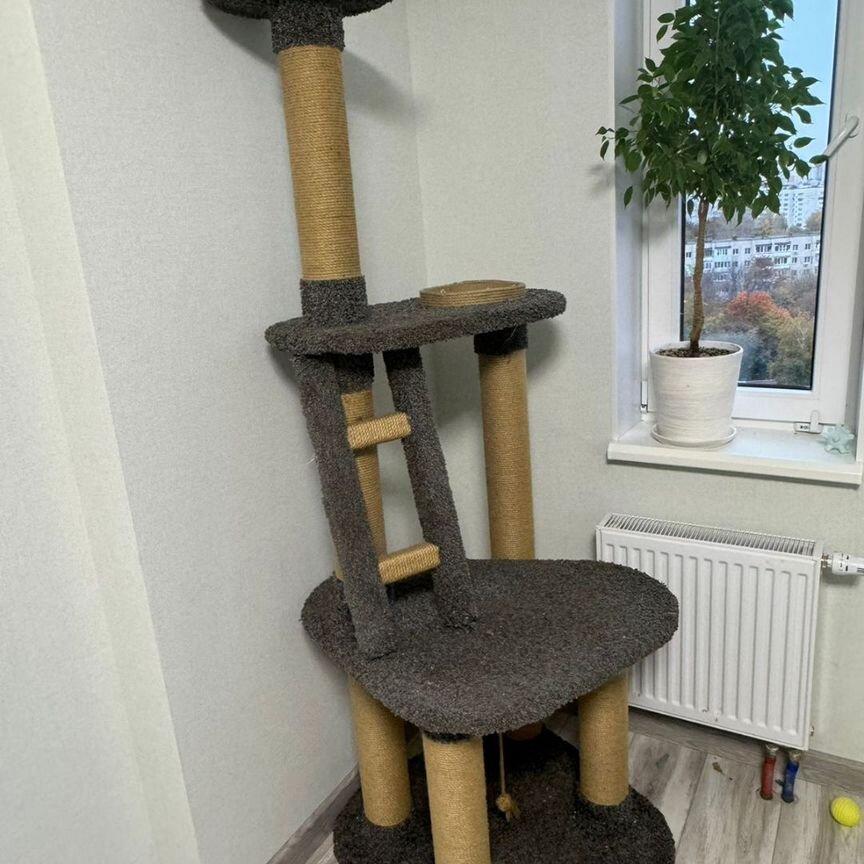 Кошачий комплекс