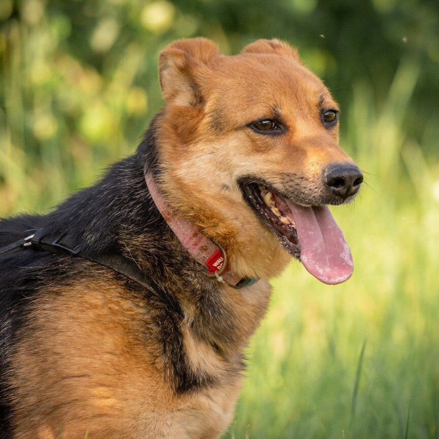 Невероятно ласковая Кира из приюта